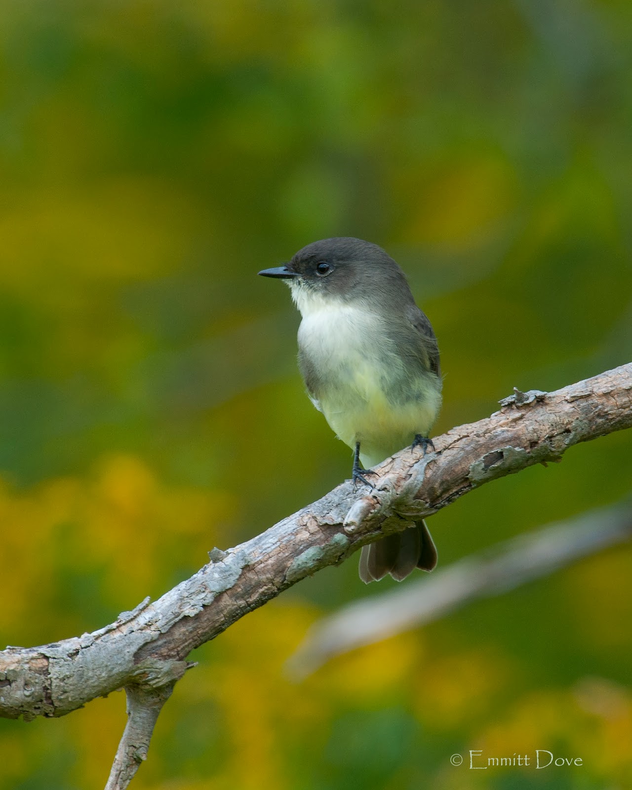 Emmitt's Teardrop Adventures: Phoebes and a Wood Pee-Wee