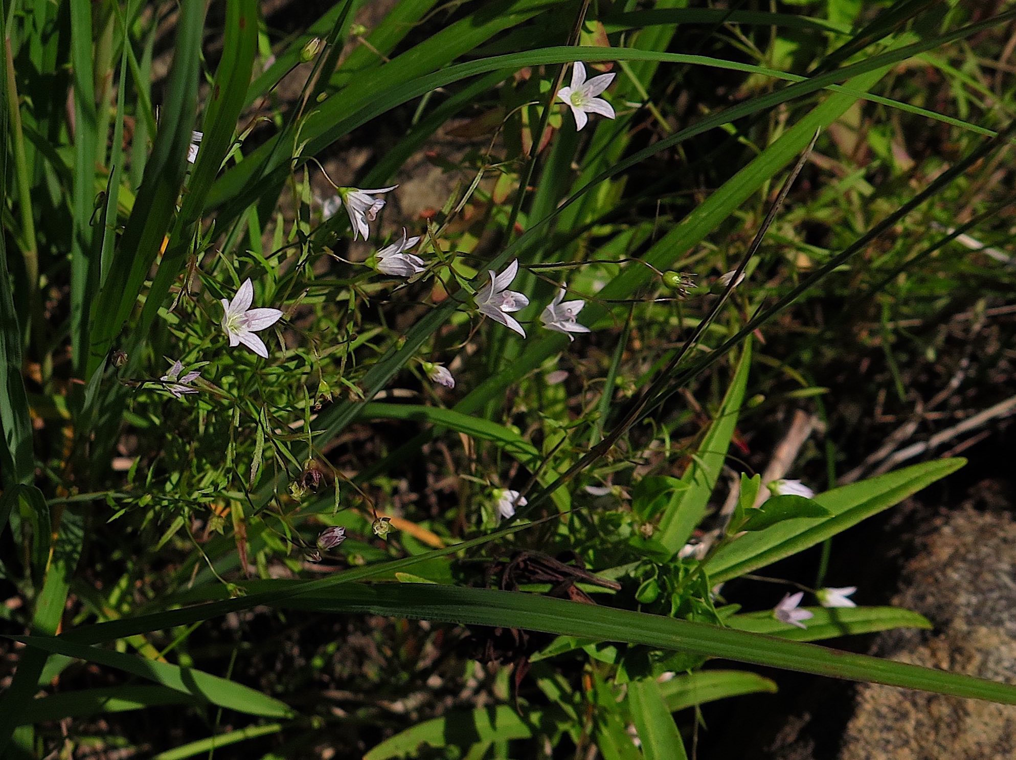 Saratoga woods and waterways: A Beautiful Day in "Plant People's ...
