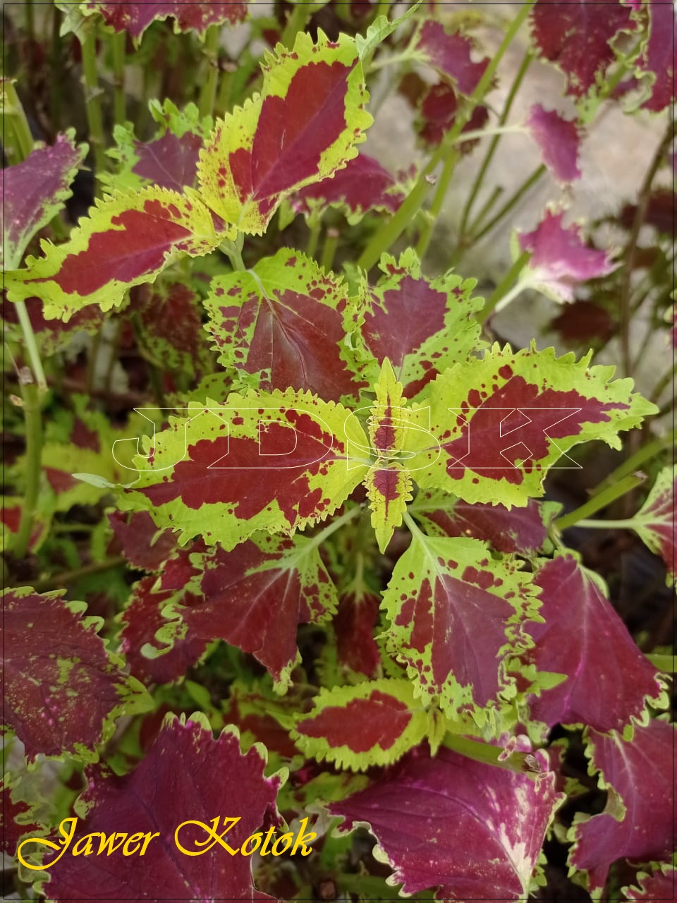 MANFAAT JAWER KOTOK BAGI KESEHATAN | JDSK