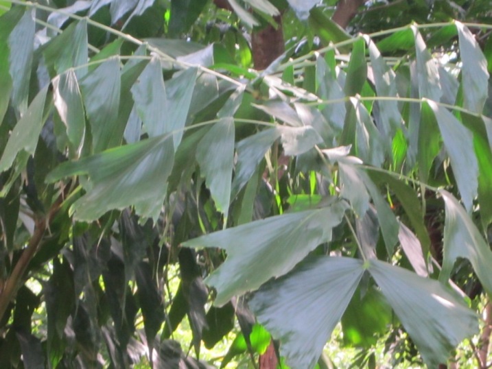 Trees of Nanmangalam Forest (Kanchipuram - Tamil Nadu) | My Travelogue ...