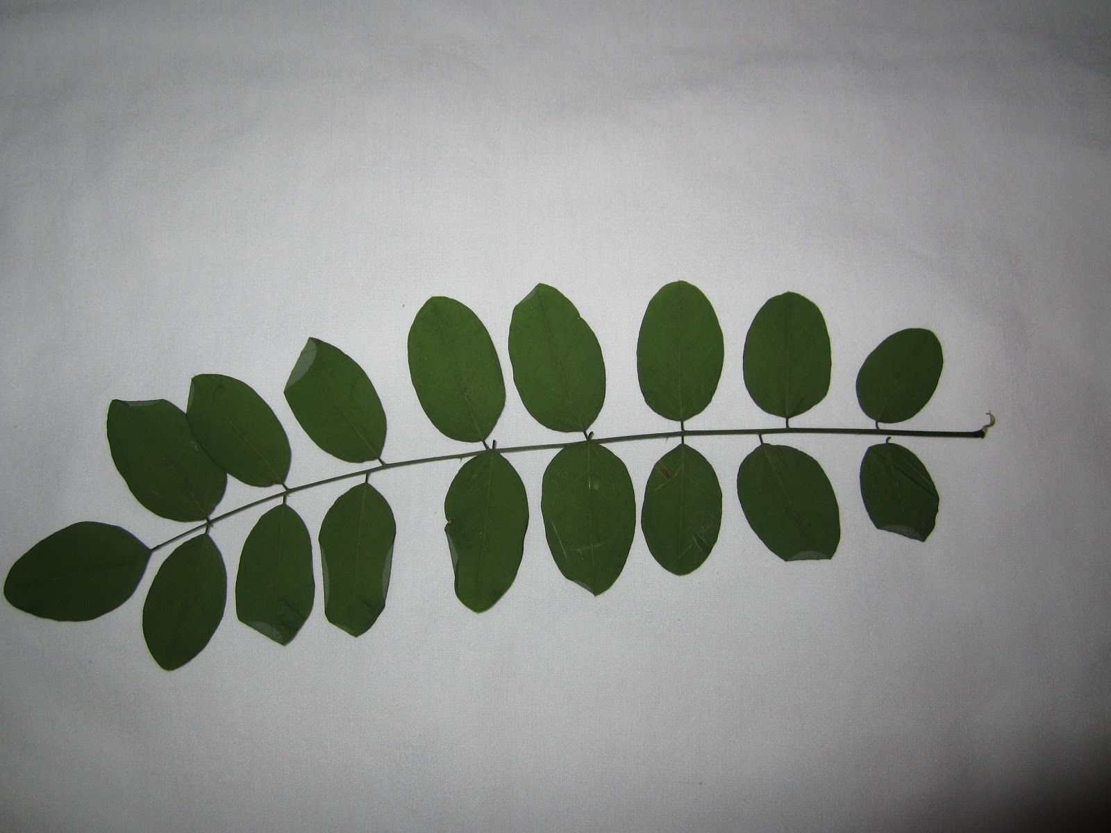 PINE HOLLOW ARBORETUM: HONEYLOCUST, BLACK LOCUST AND KENTUCKY COFFEETREE