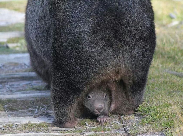 Wombat, Hewan Berkantung yang Gemar Menggali | RE Tawon