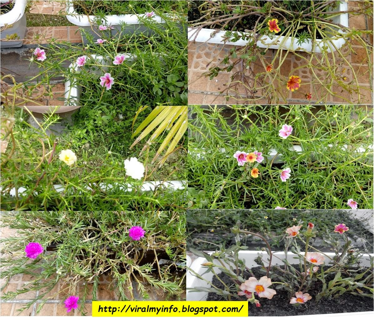 Cara Menanam Bunga Ros Jepun | PeNa KLaSIK.Com