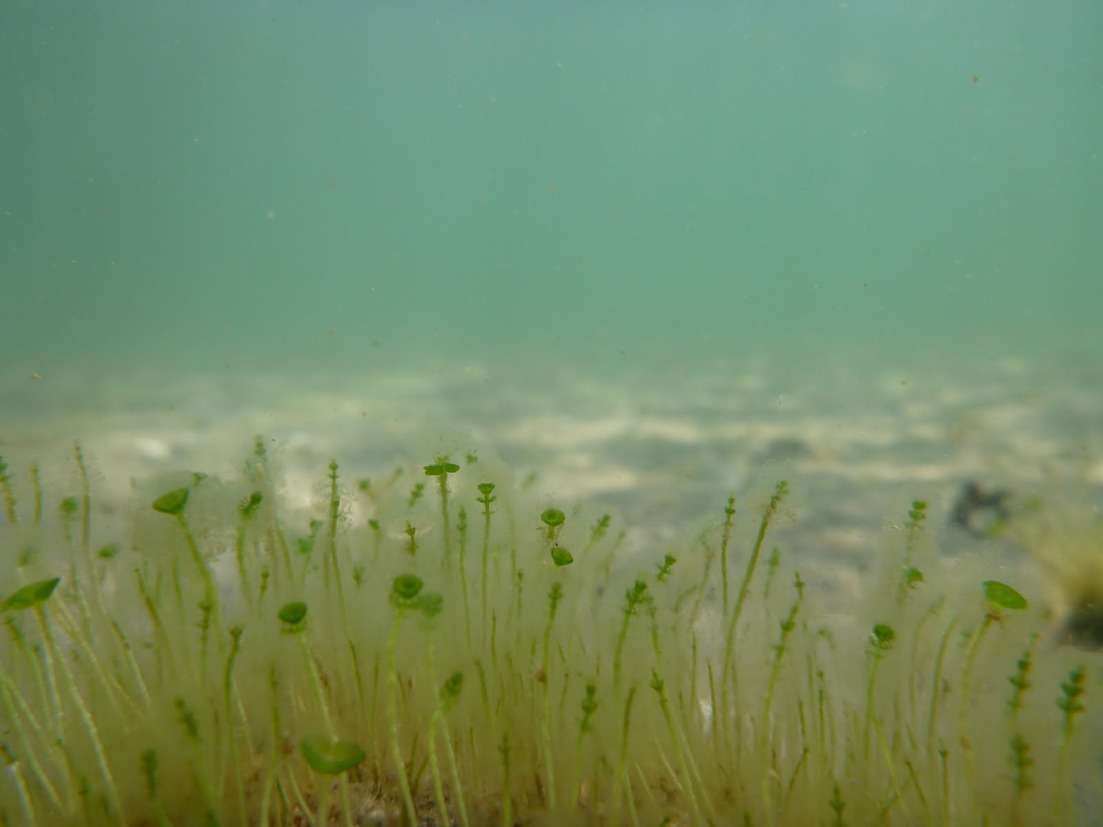 mar menor mar mayor: Acetabularia calyculus