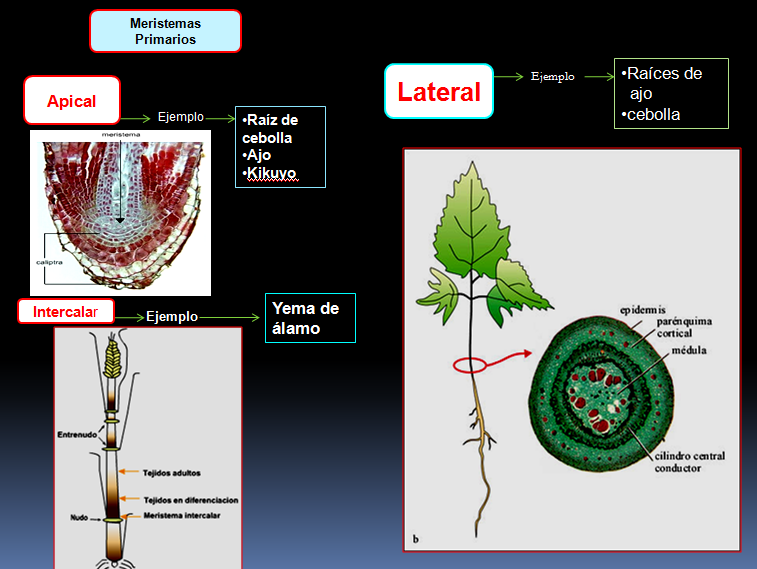 Biología: TEJIDO DE CRECIEMINTO O MERISTEMAS