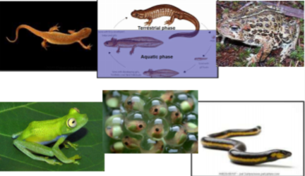 Ciri-ciri dan Taksonomi kelas Amphibia