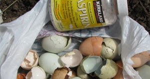 Adding calcium for tomato plants