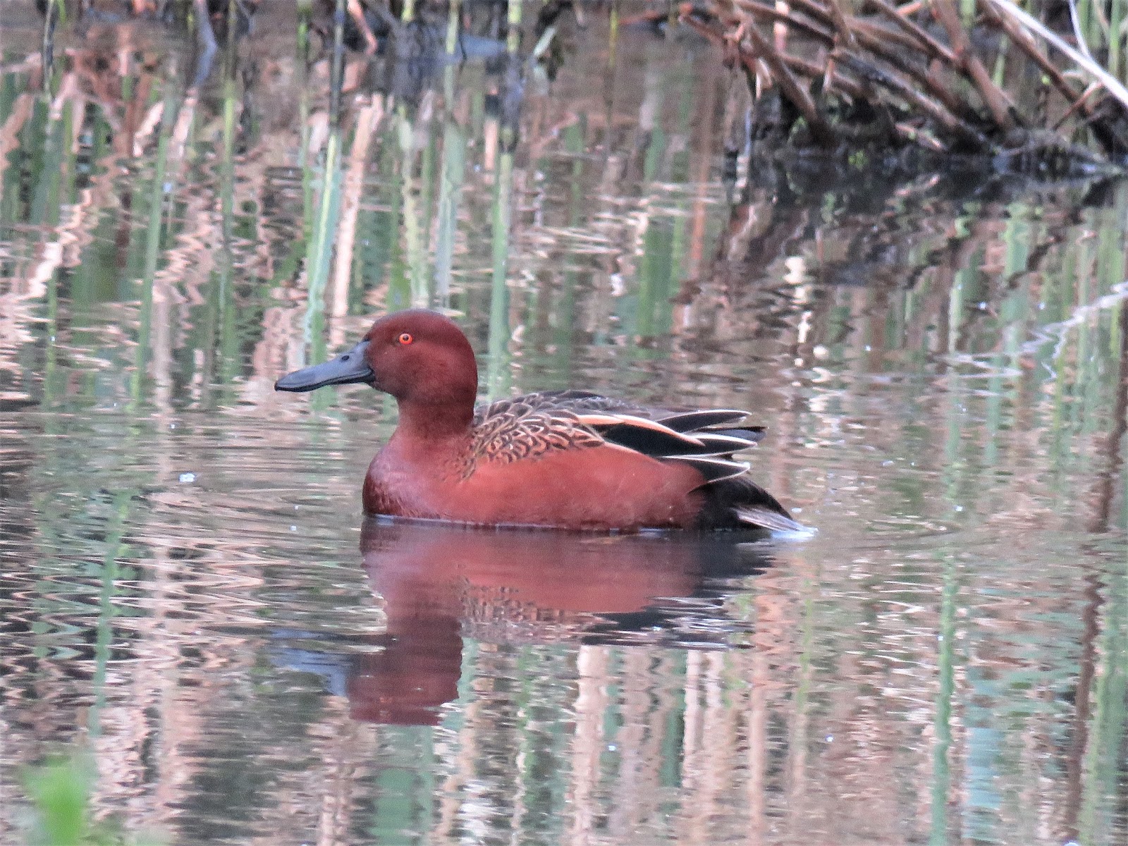 CAMBRIDGESHIRE BIRD CLUB GALLERY: Cinnamon Teal
