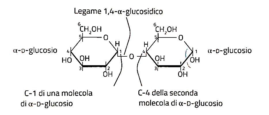 DISACCARIDI, OLIGOSACCARIDI e POLISACCARIDI