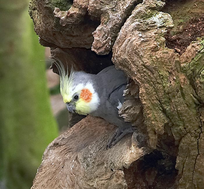 Calopsita | WORLD ANIMALS