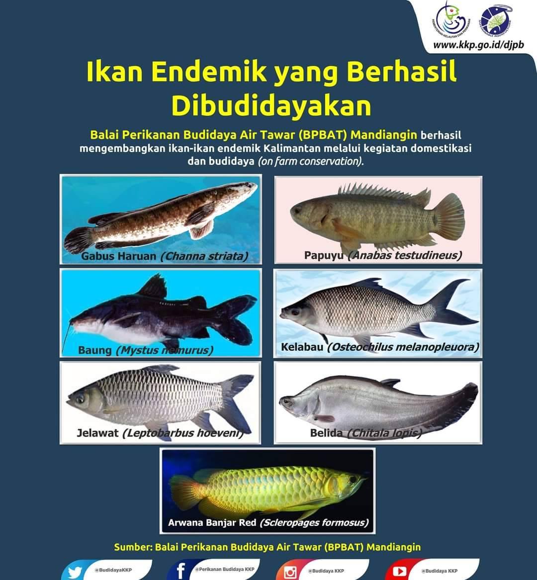 DINAS PERIKANAN HULU SUNGAI SELATAN: Apa Sih Ikan Endemik Itu?