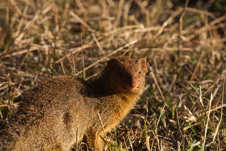 Foture: Mangust, Galerella sanguinea