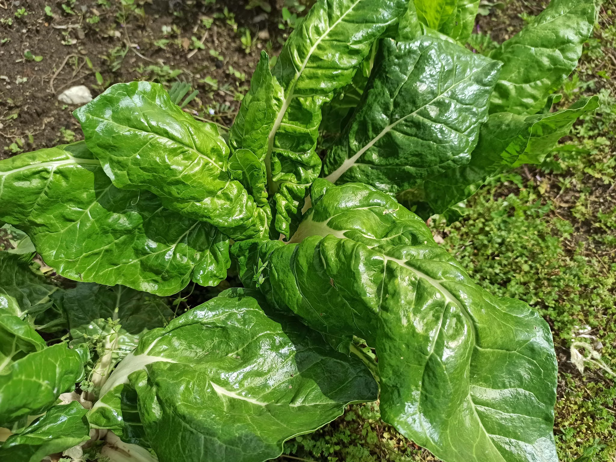 Come Coltivare la Bietola da Costa nell'Orto - Temperature e Cure | Il ...