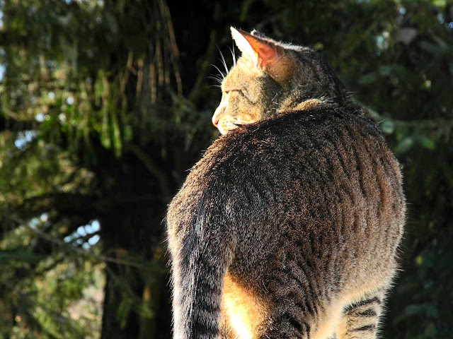 Morning Sun Cat