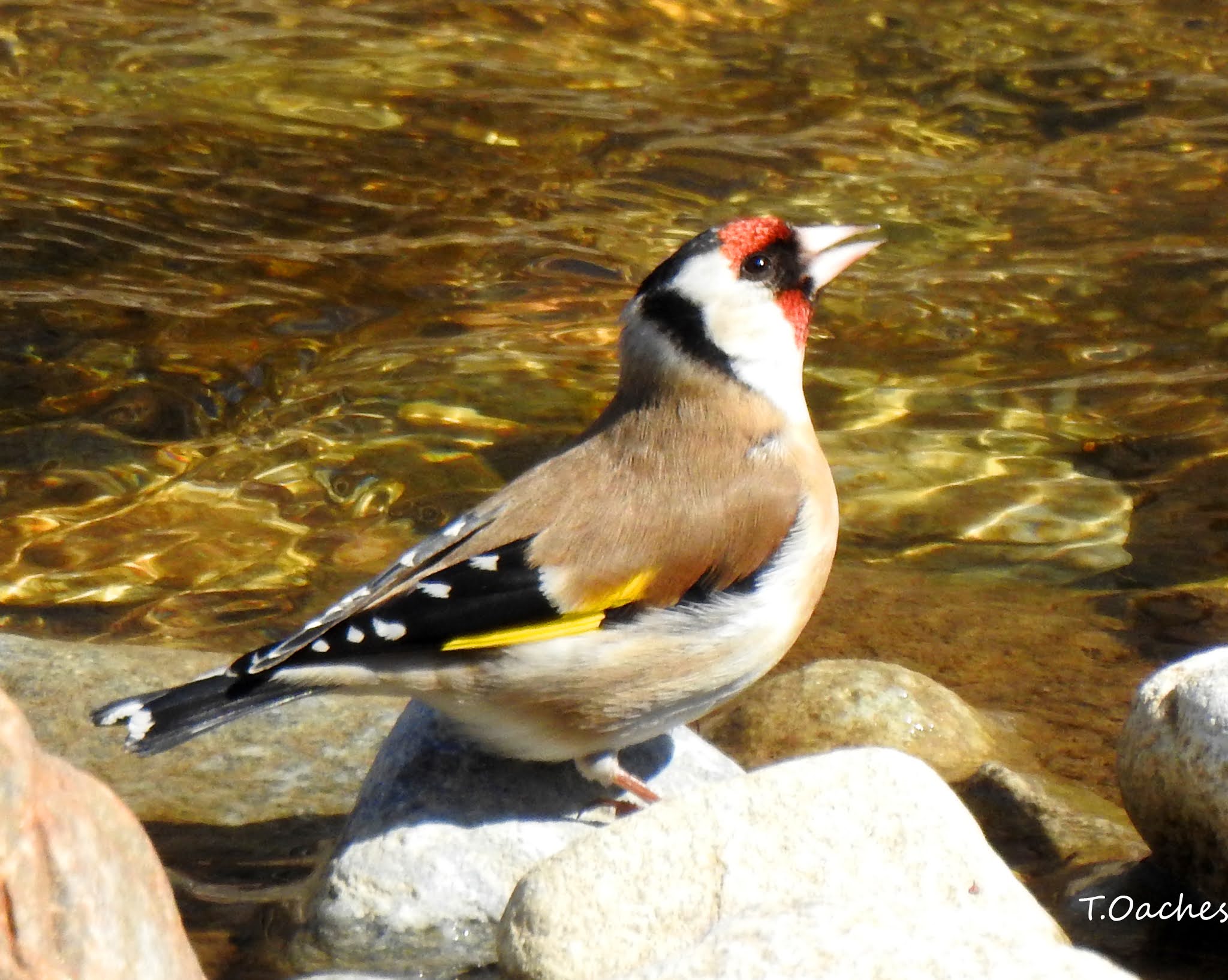 PASARI DIN ROMANIA: STICLETE(1), Carduelis carduelis