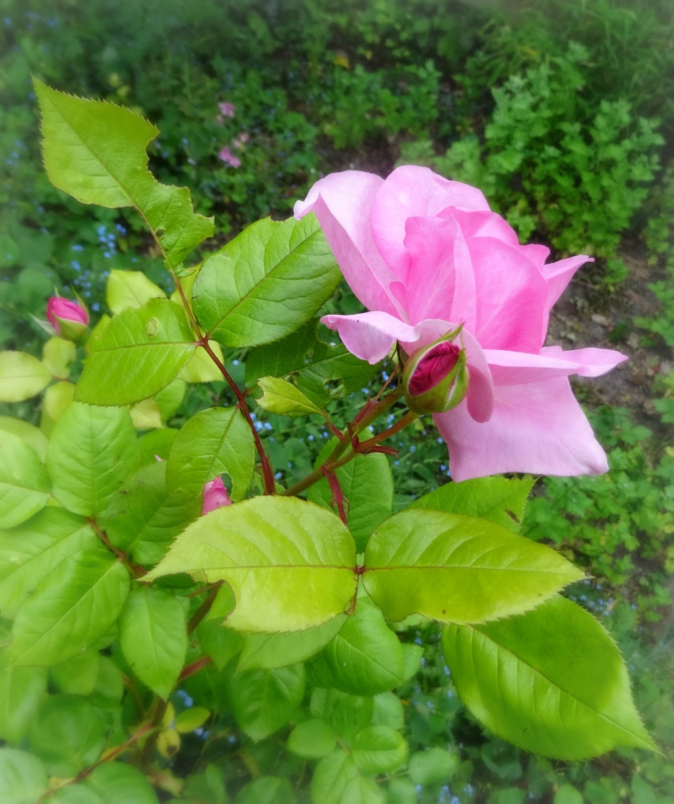 Een roos is een roos is een roos