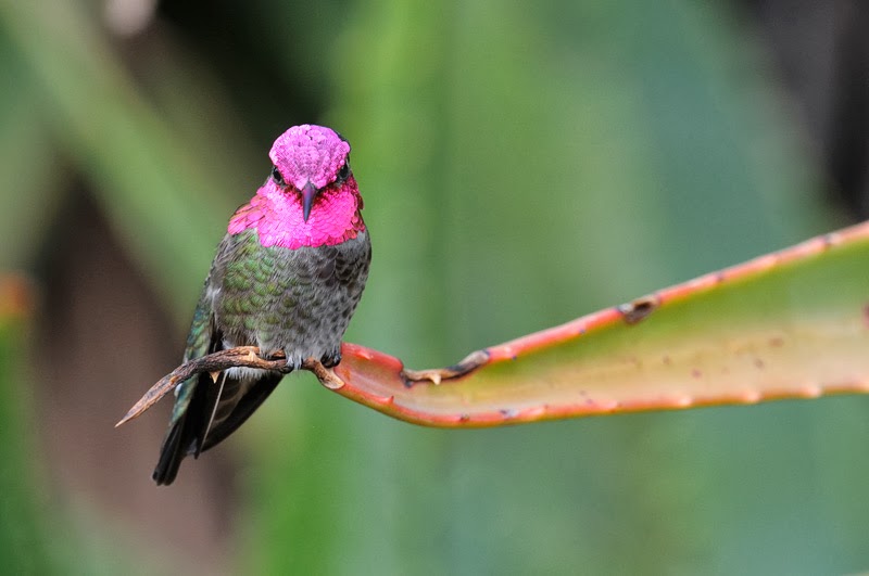 The Jungle Store: Hummingbird's Color Changing Feathers