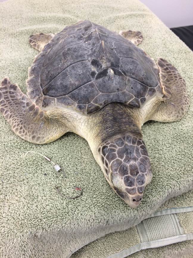 NORTH MYRTLE BEACH SEA TURTLE PATROL: Cherry goes home