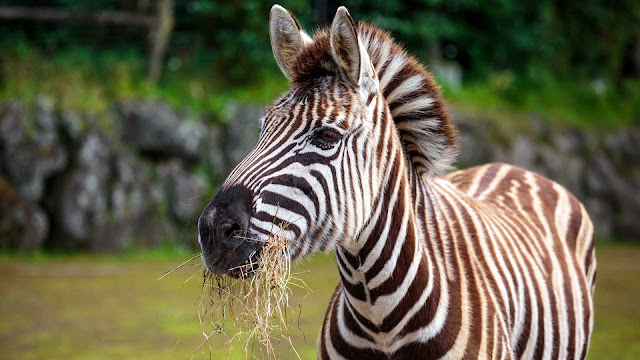 Descubren a una cebra con puntos en lugar de rayas | EL HIT GUATE