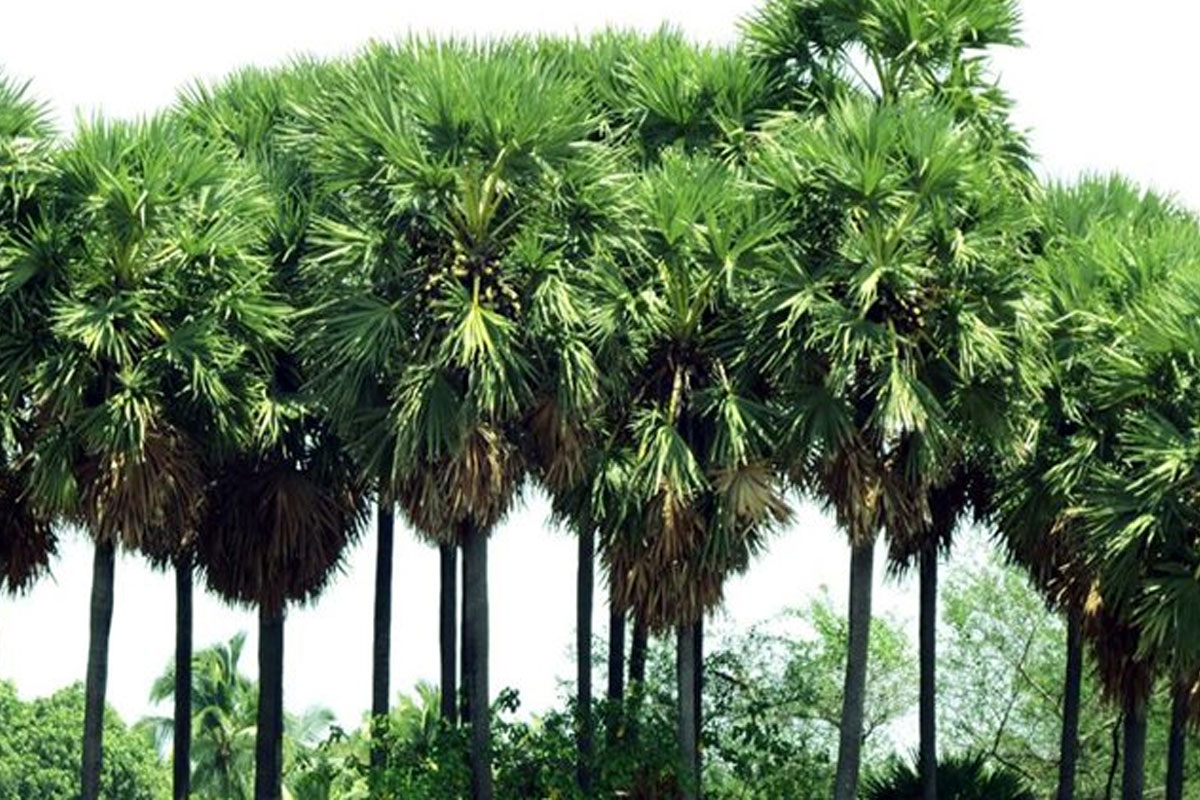 கரந்தை ஜெயக்குமார்: பேராபத்தில் சுவடிகள்