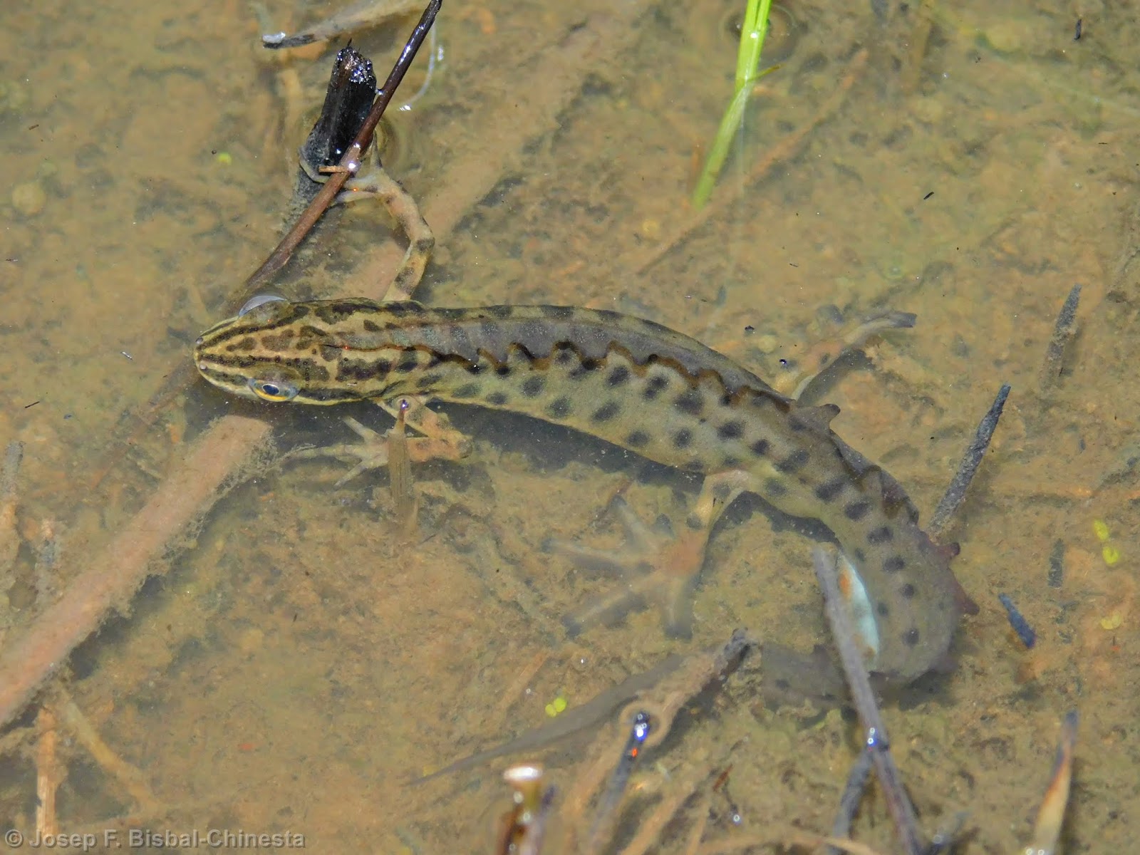 (Paleo-)Herpetología: Herp Trip - Anfibios y reptiles de Serbia, el ...