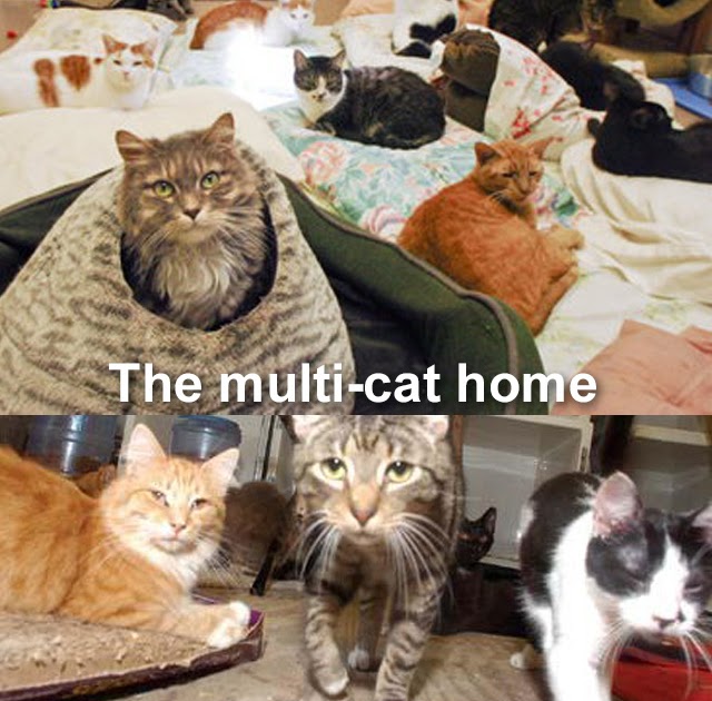 Cat Chit Chat: Domestic cats are not adapted to living in close ...