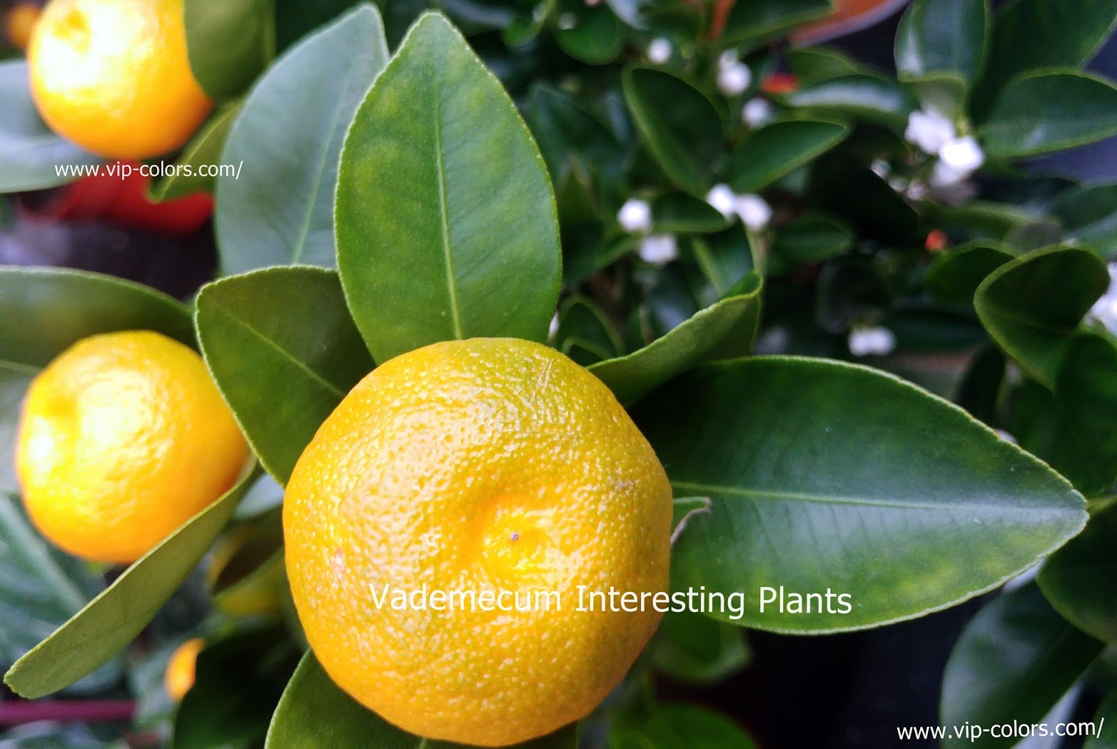 Vademecum Interesting Plants: Citrofortunella microcarpa - Kalamondin ...