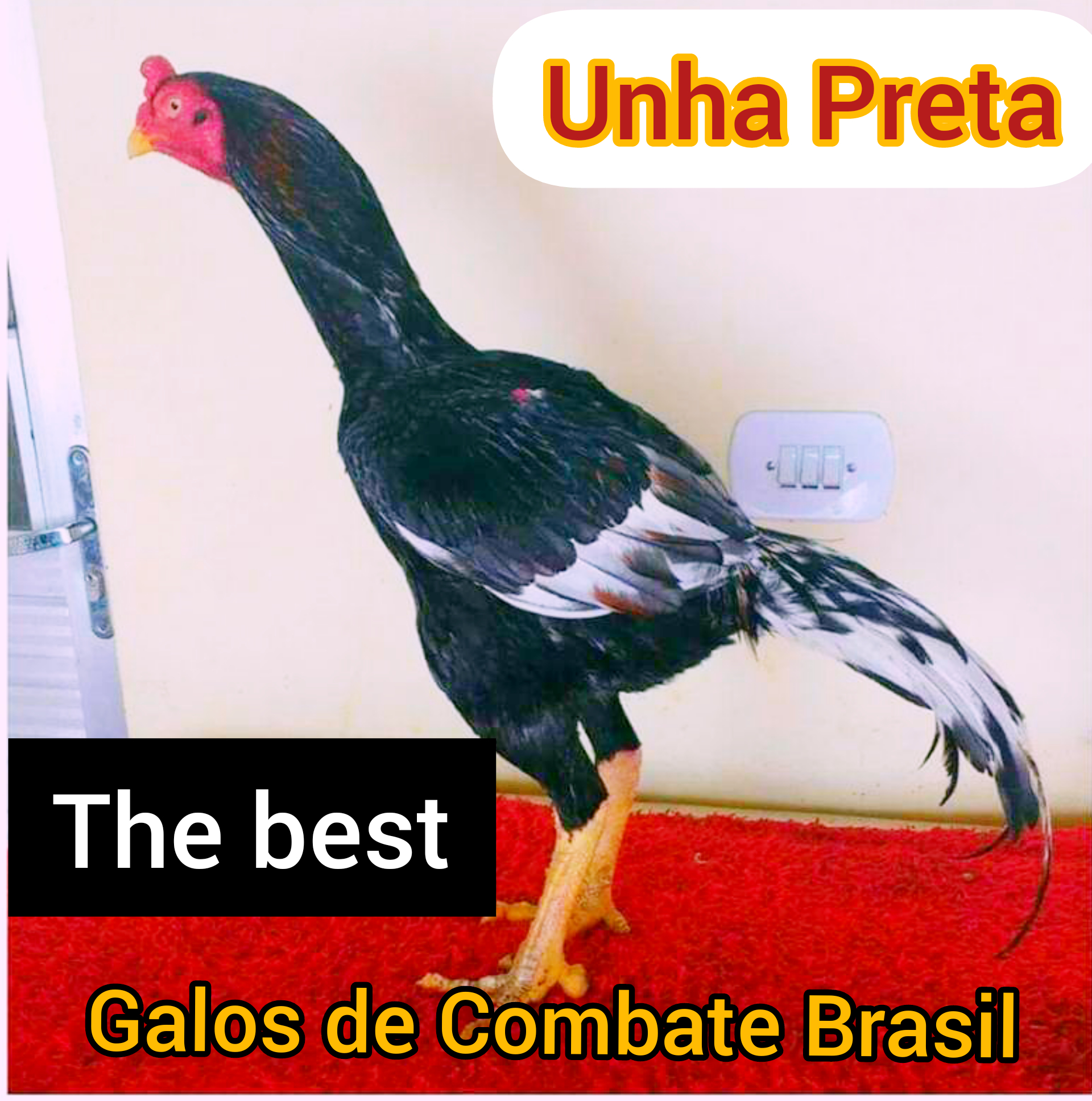 GALOS DE COMBATE BRASIL #2021: UM DOS GALOS MAIS FAMOSOS DO BRASIL