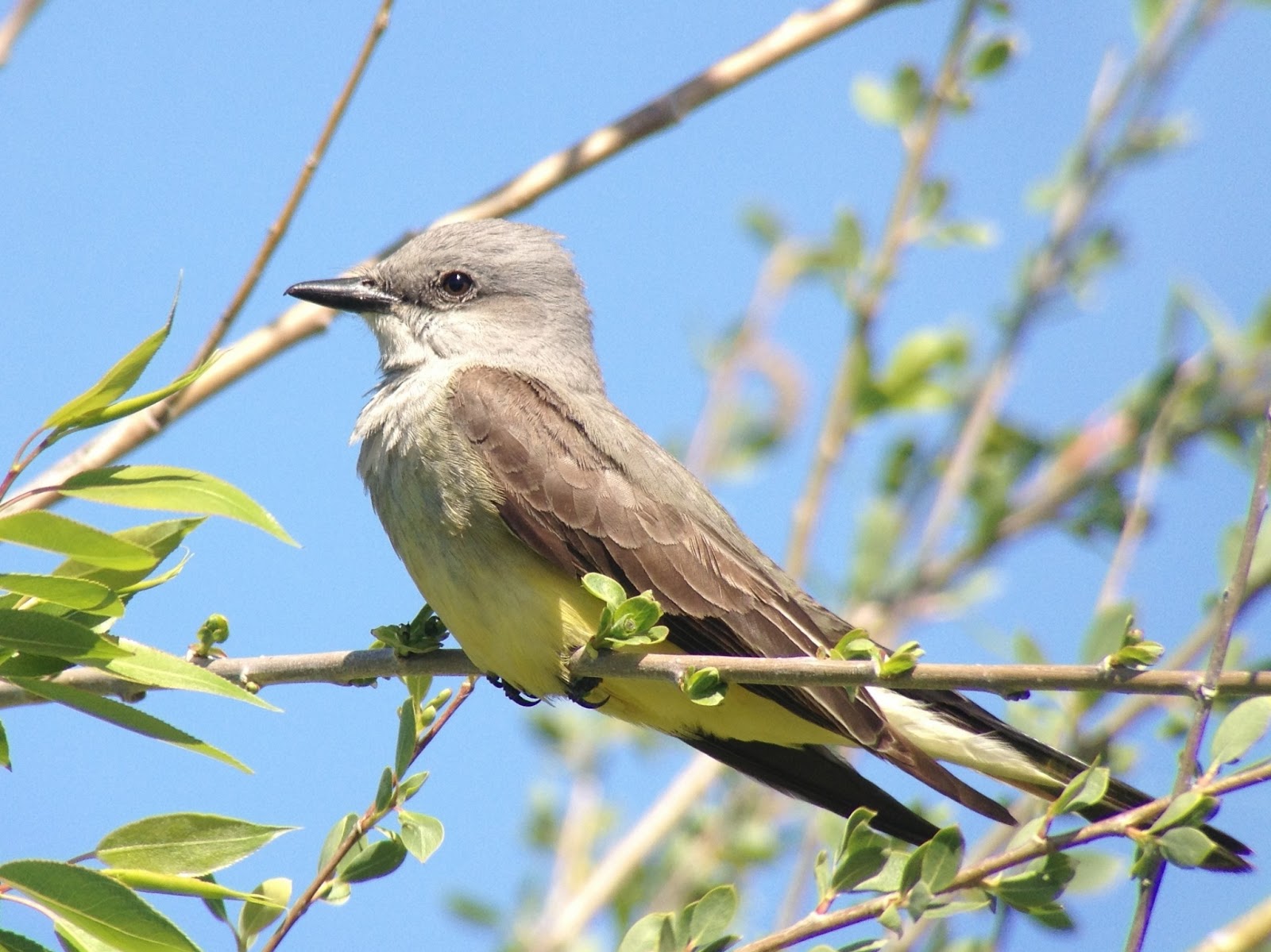 Birding Is Fun!: Western Kingbird
