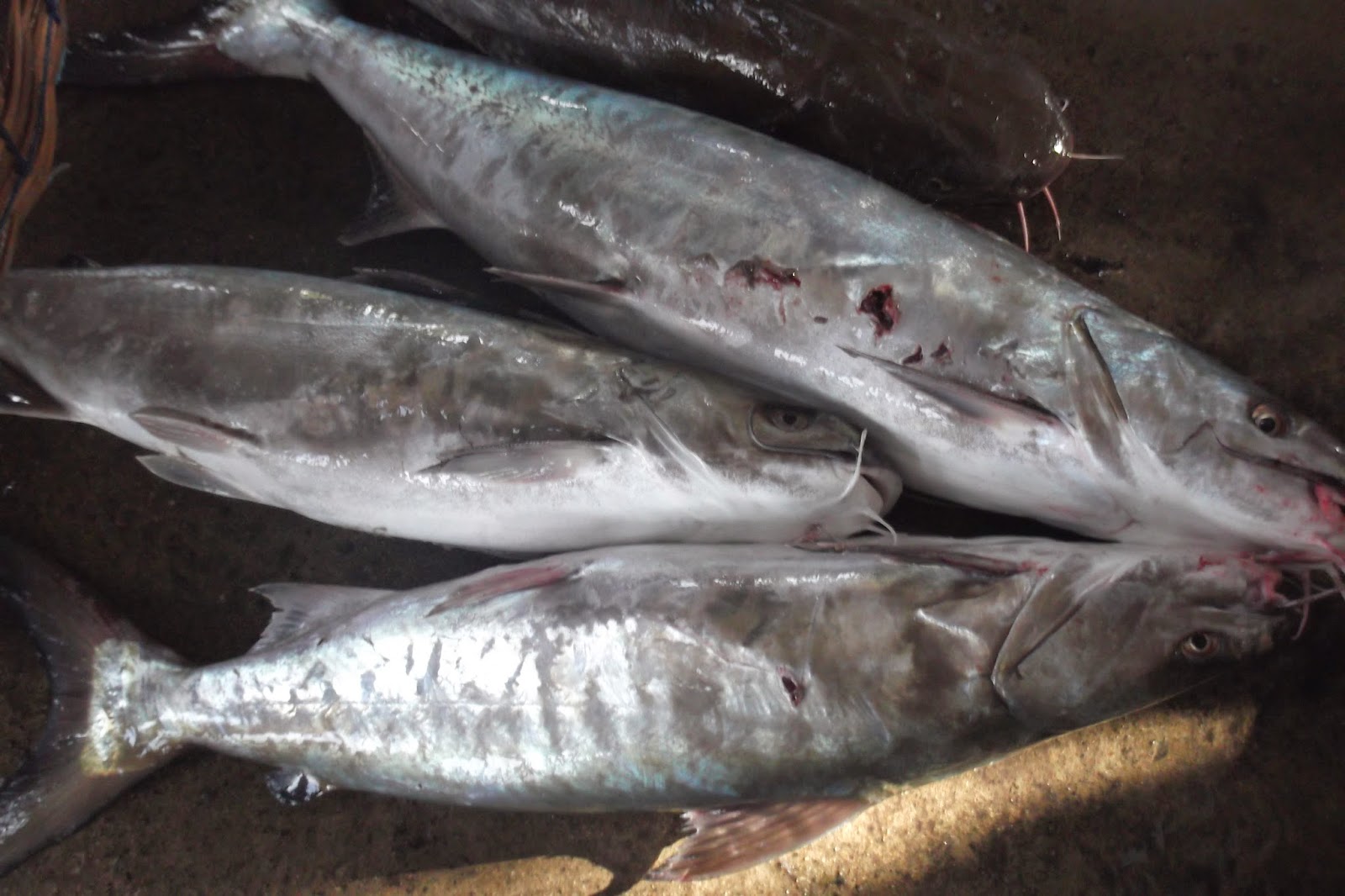 NEGOMBO SEAFOODS: AGULUWA