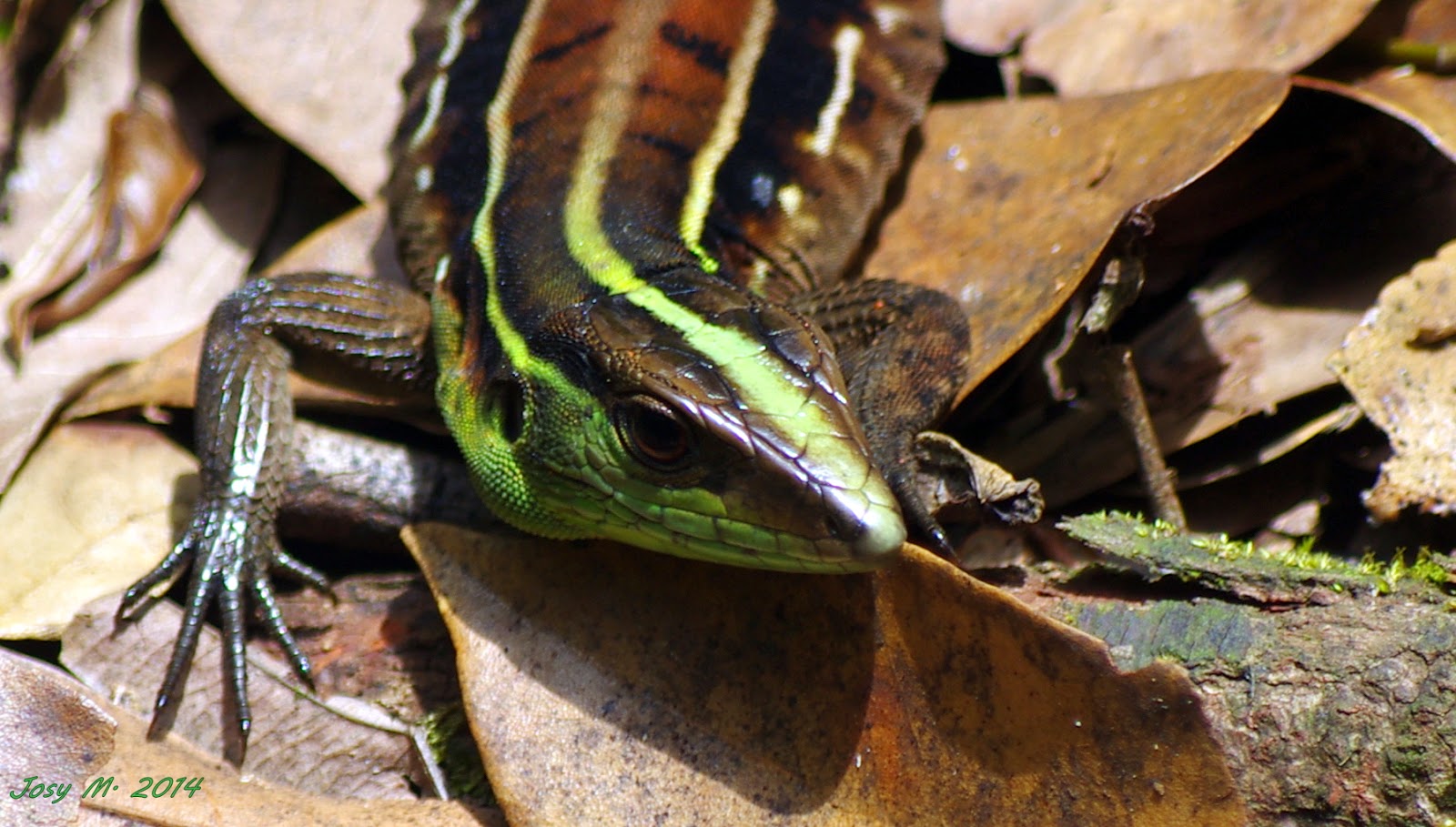 LES VOYAGES DE MATOUTOU ET MATATA: Les randonnées