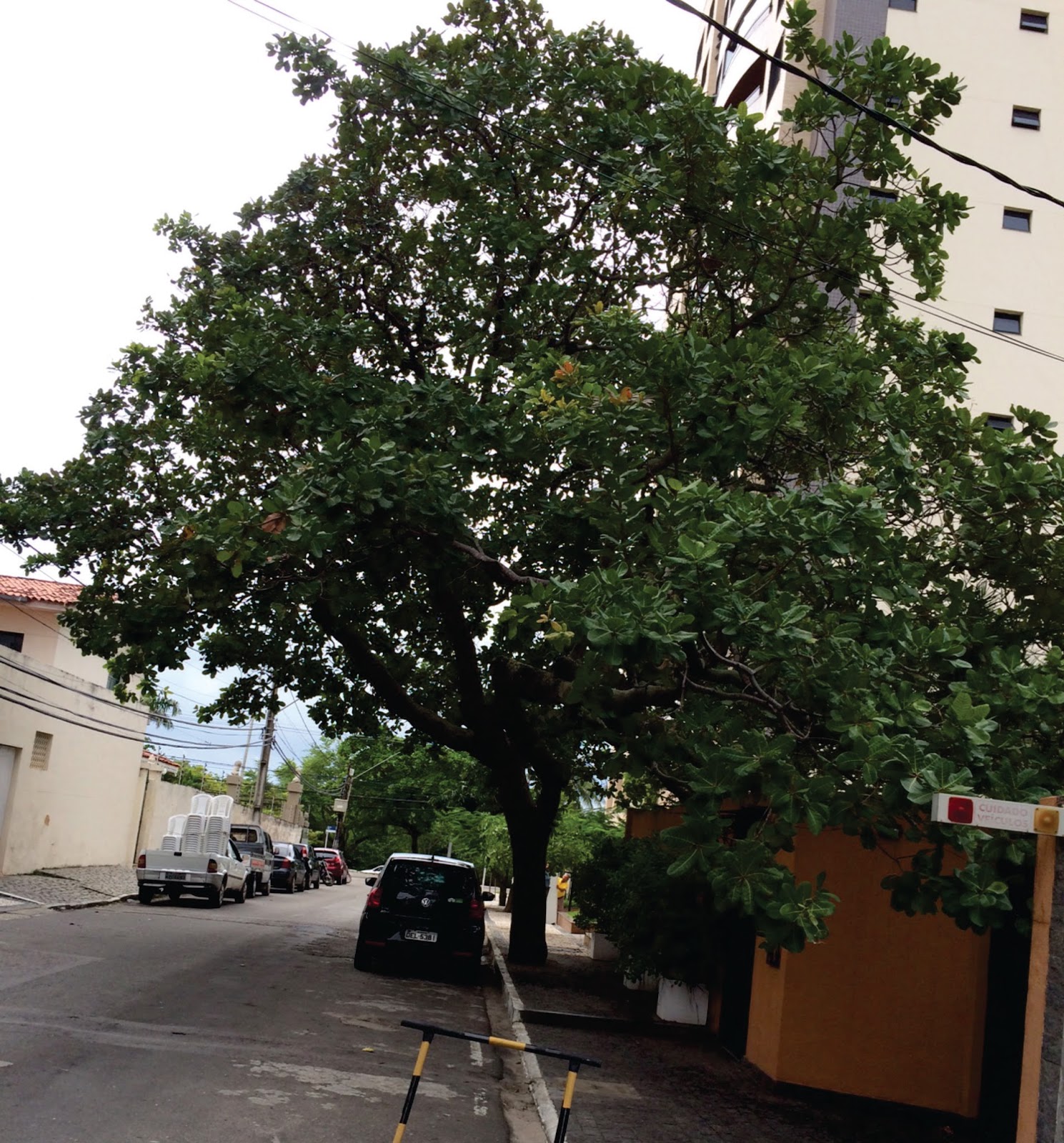 Curiosidades Vegetais: O cajueiro