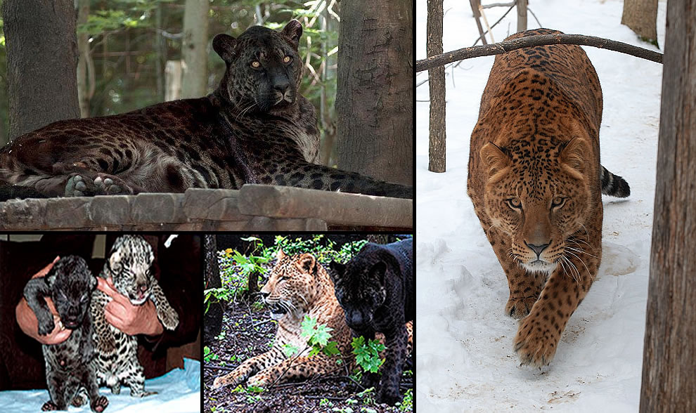 Ξωτικό: Από τα μυθικά Μαύρα Λιοντάρια μέχρι τα υπέροχα υβρίδια τους ...