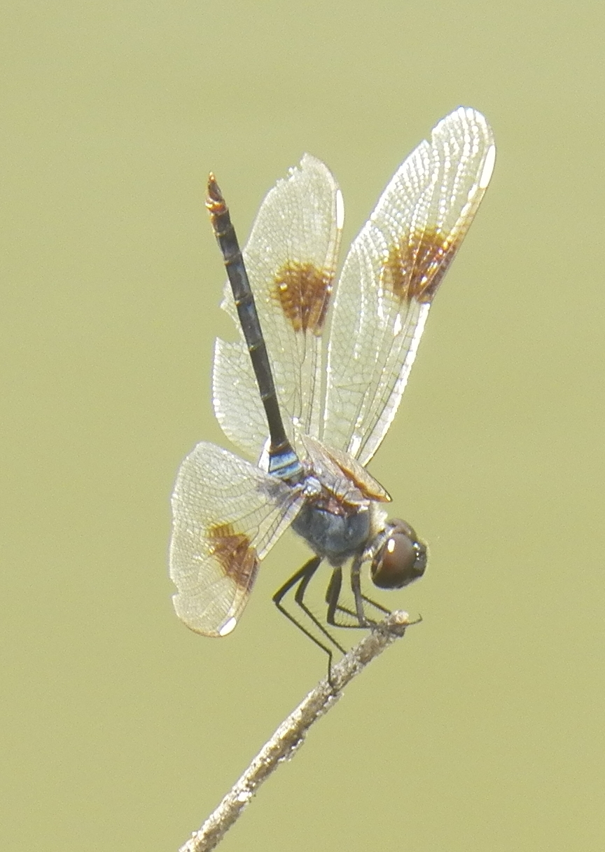 My Backyard: Dragonflies