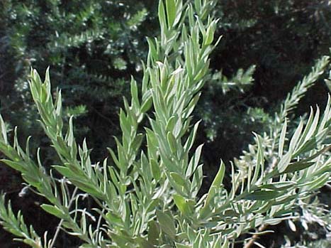 MEXICALI HISTORIA, FOTOS, PROYECTOS Y MAS...