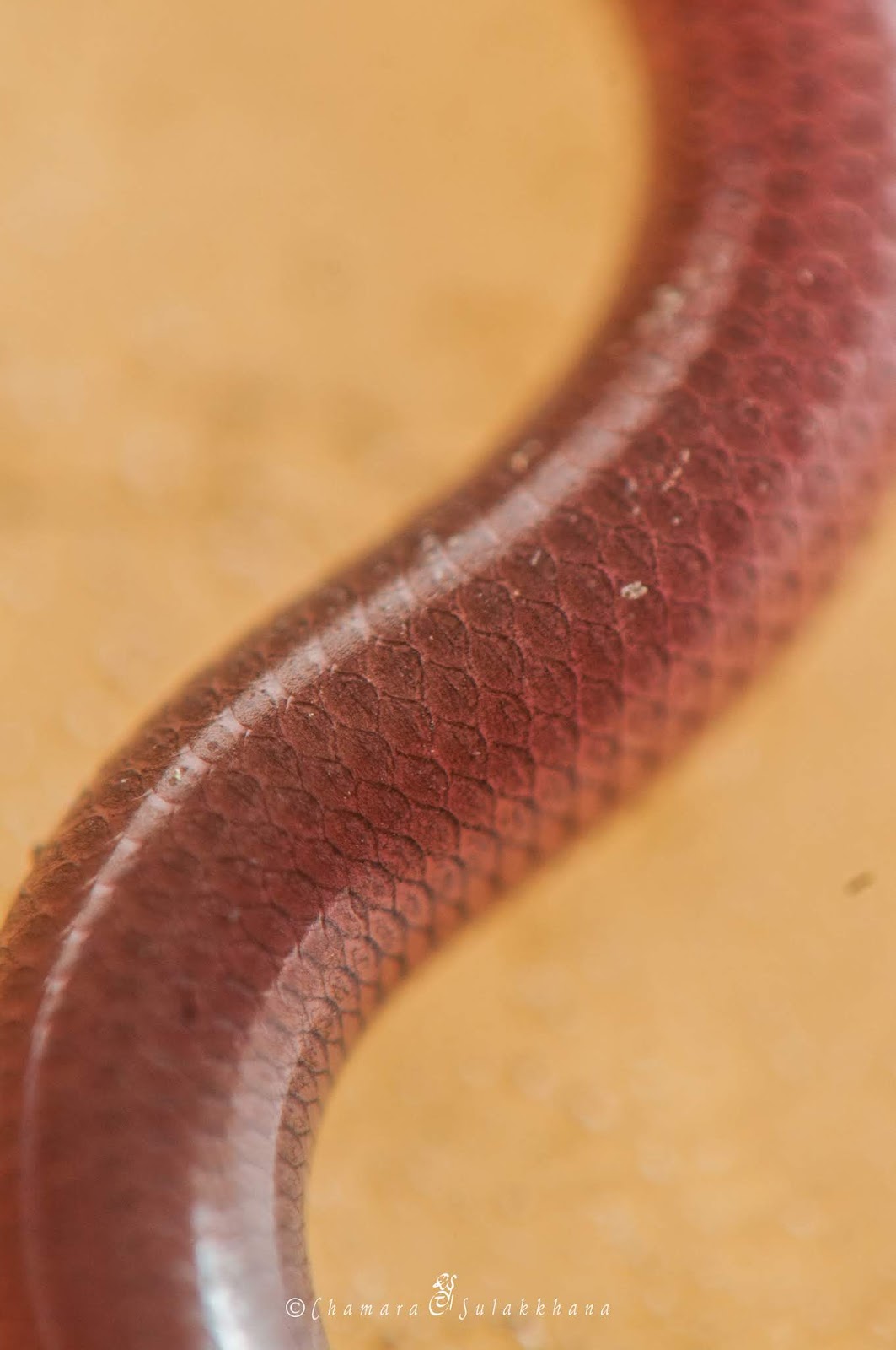 සතුන්ගේ ලෝකය: කණඋල්ලා Blind Snake (Typhlops Sp.)