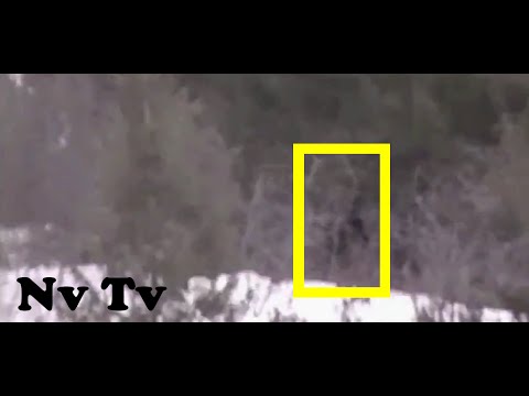 Close encounter!! Real Bigfoot Filmed!! Breakdown