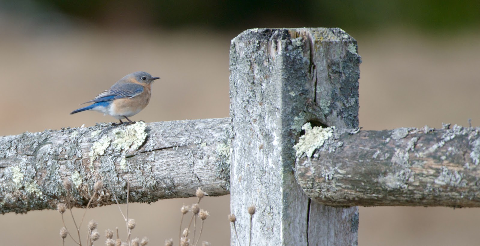 Merlebleu de l'est - Eastern Bluebird