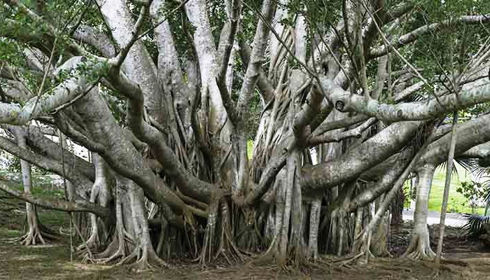 ¿Qué Es Un Baniano?