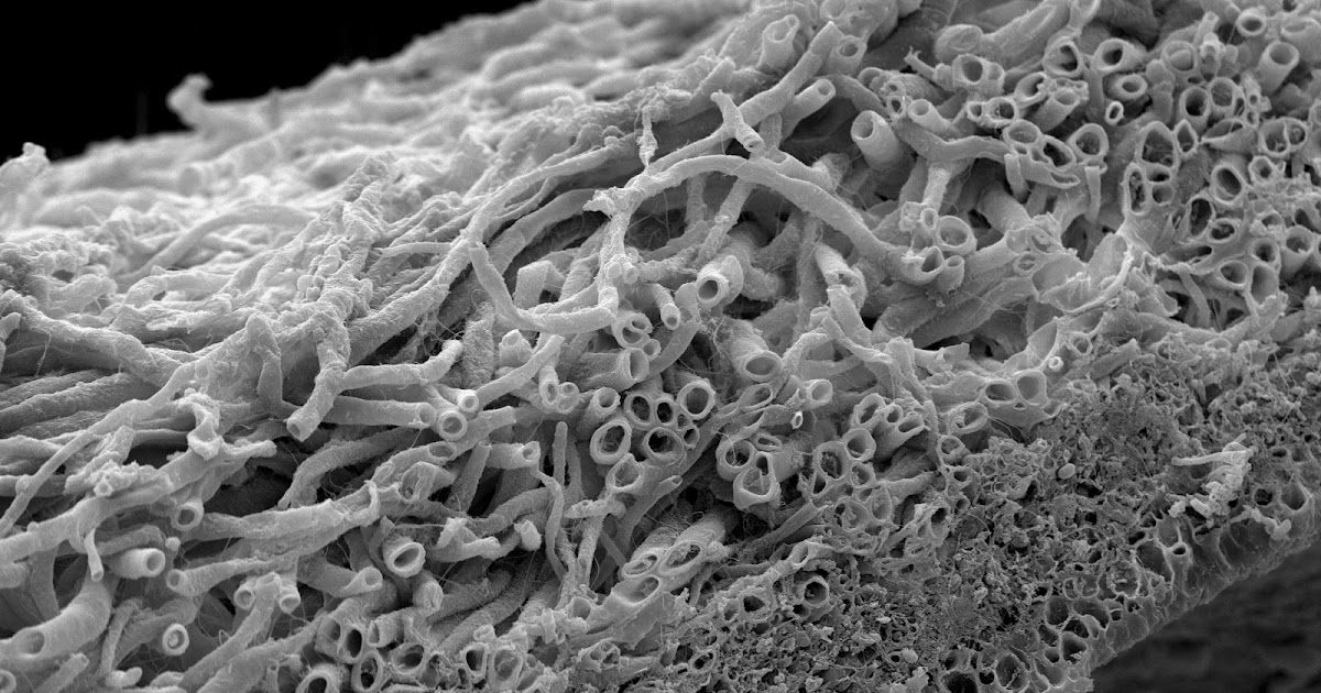 Peltigera membranacea cryofracture highlighting its tissue structure