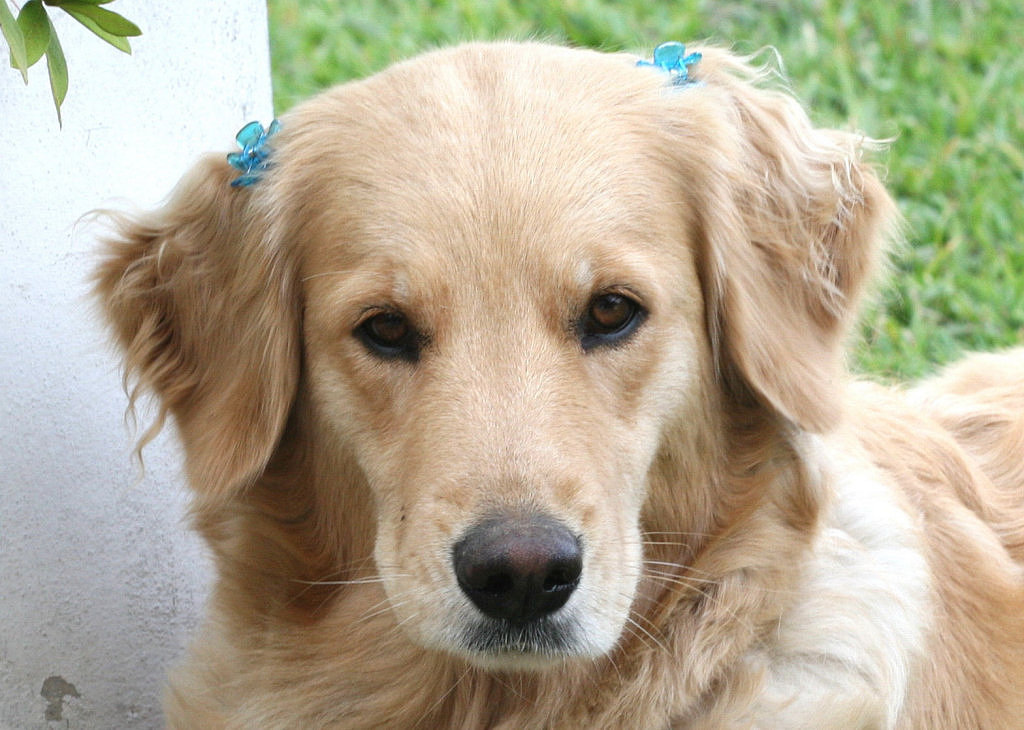 Imagenes de perritas bonitos - Imagui