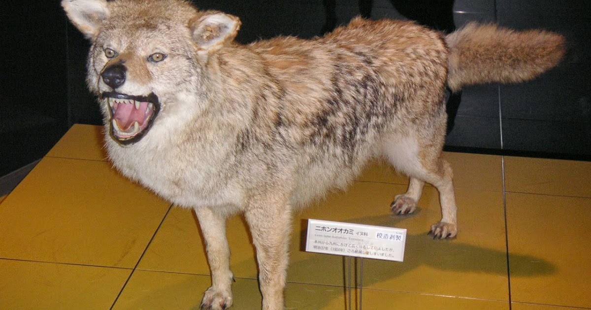 NEW LIFE in MY ANOTHER SKY: THE EXTINCTION OF JAPANESE WOLF