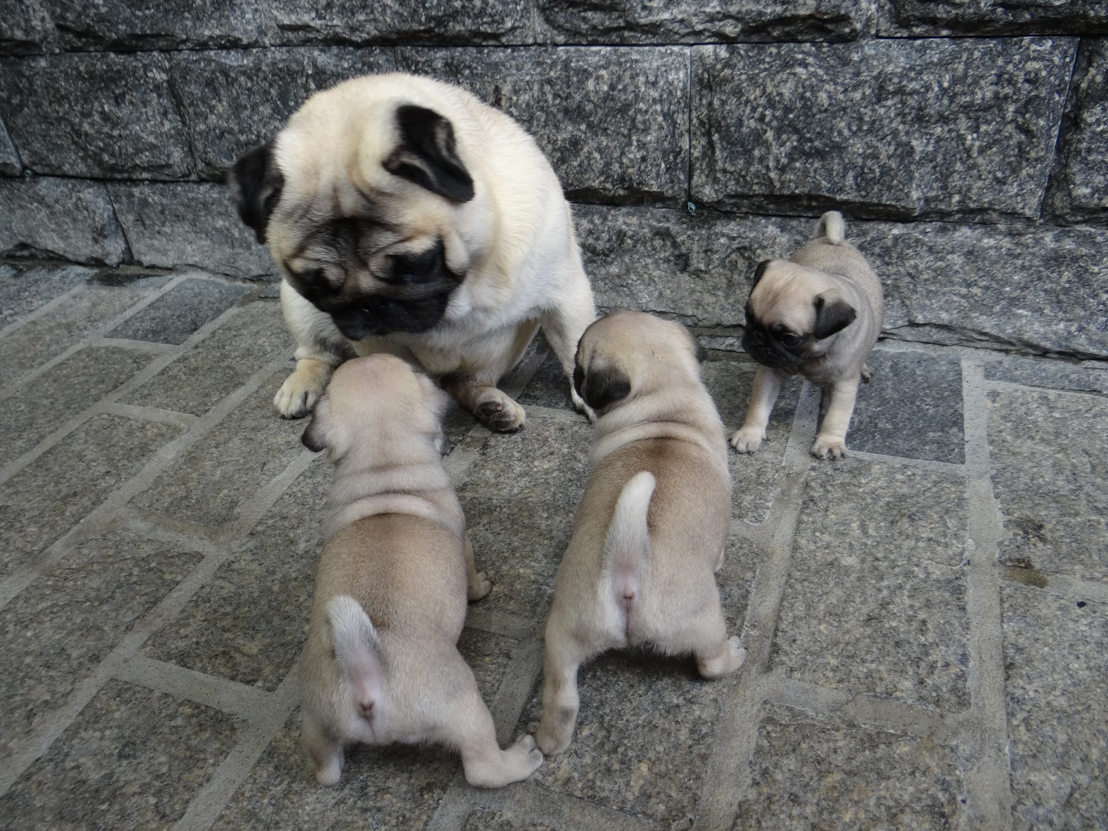 Canil Imperador dos Anjos: Filhotes de Pug - Linhagem Nabuco´s