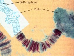 Polytene Chromosomes - Giant Chromosomes