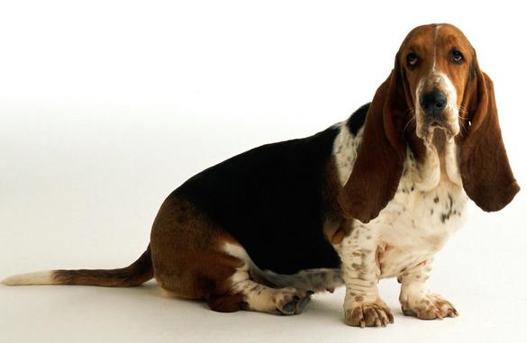 Raza de perros: Basset Hound