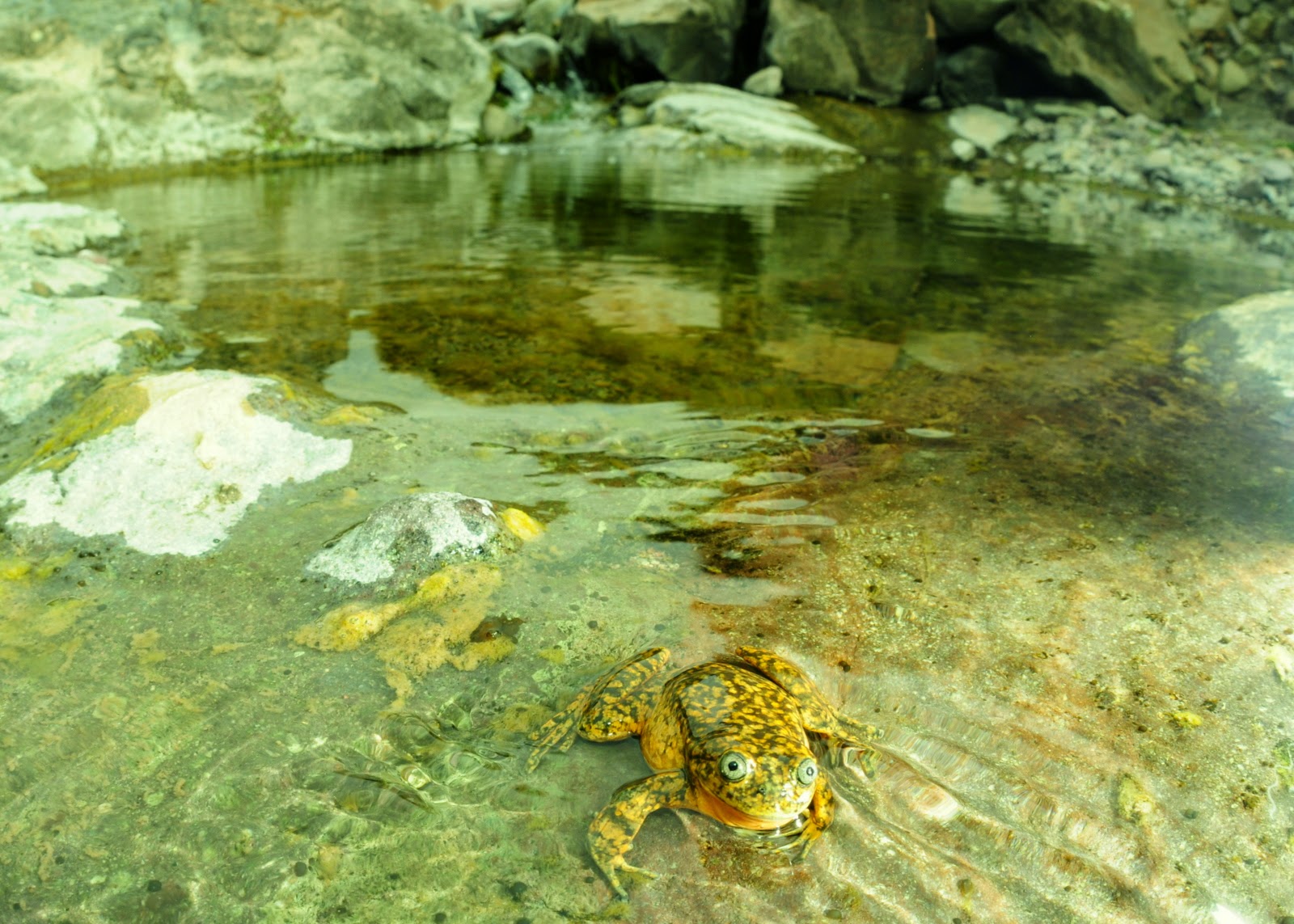 MEGA NOTICIA : PROGRAMA DE MONITOREO DE BIODIVERSIDAD DE PERU LNG ...