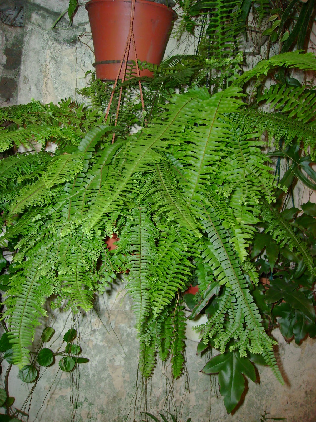 Naturaleza Verde: Helechos