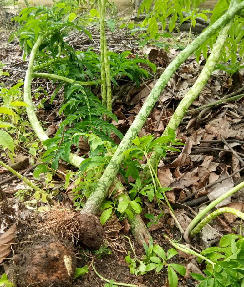 Suweg, Solusi Sumber Pangan Musim Peceklik Dari Hutan - Catatan Smart Mom
