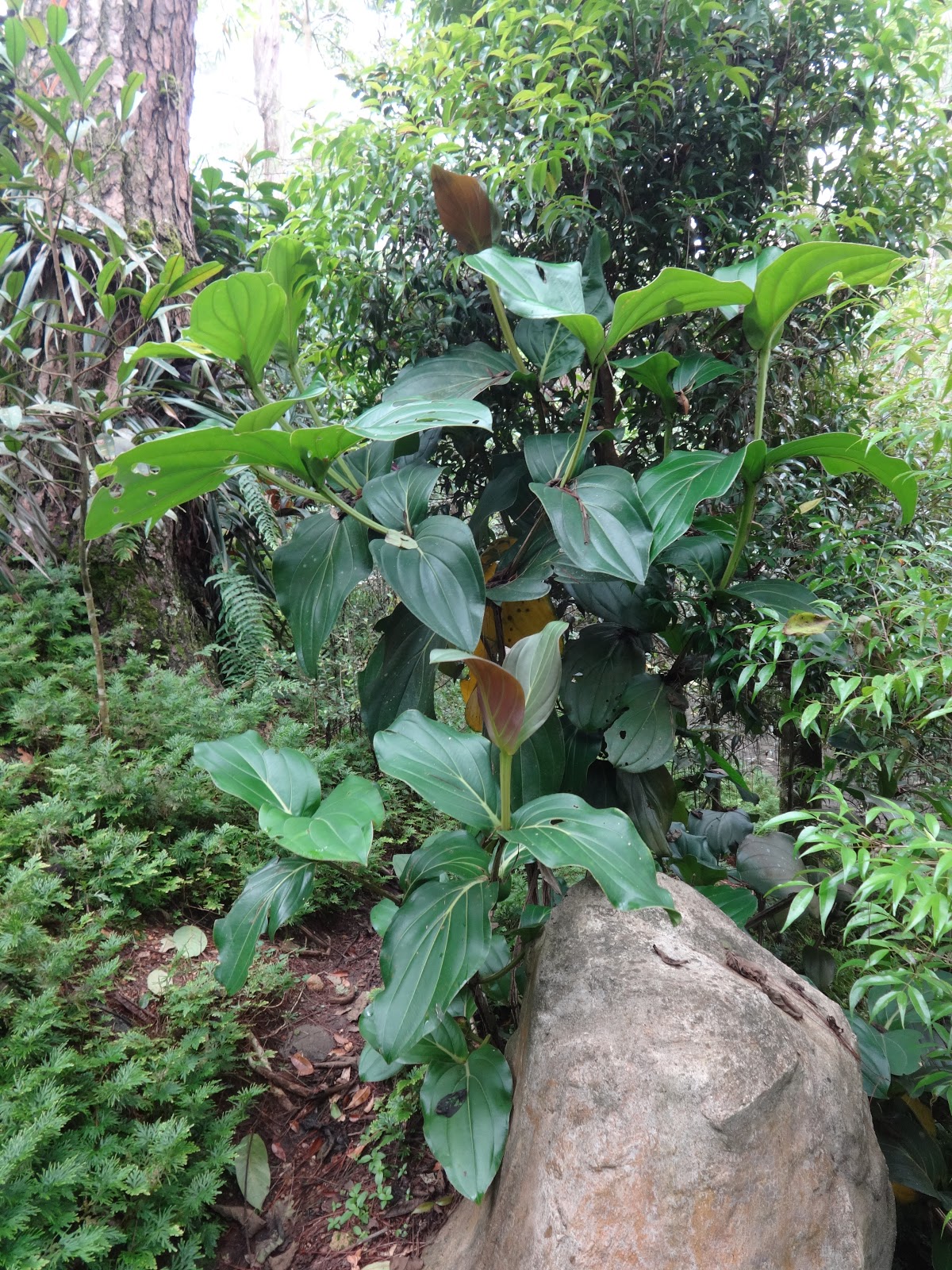 Herbs from Distant Lands: Medinilla magnifica, Medinilla pendula ...