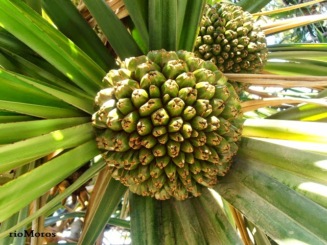 PANDANO: Pandanus utilis | Plantas rioMoros